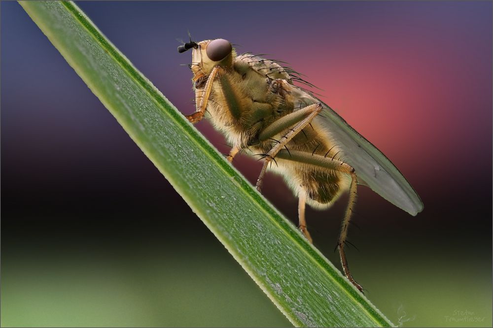 fliege_sun Foto & Bild | tiere, wildlife, insekten Bilder auf fotocommunity