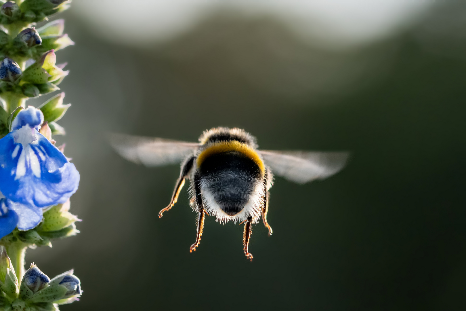 Flight of the Bumblebee . . . Foto & Bild | natur, insekten, tiere ...