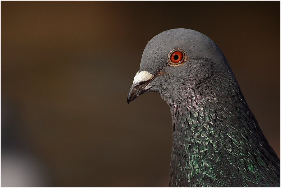 Flight of the Rat Foto & Bild | tiere, wildlife, wild lebende vögel ...