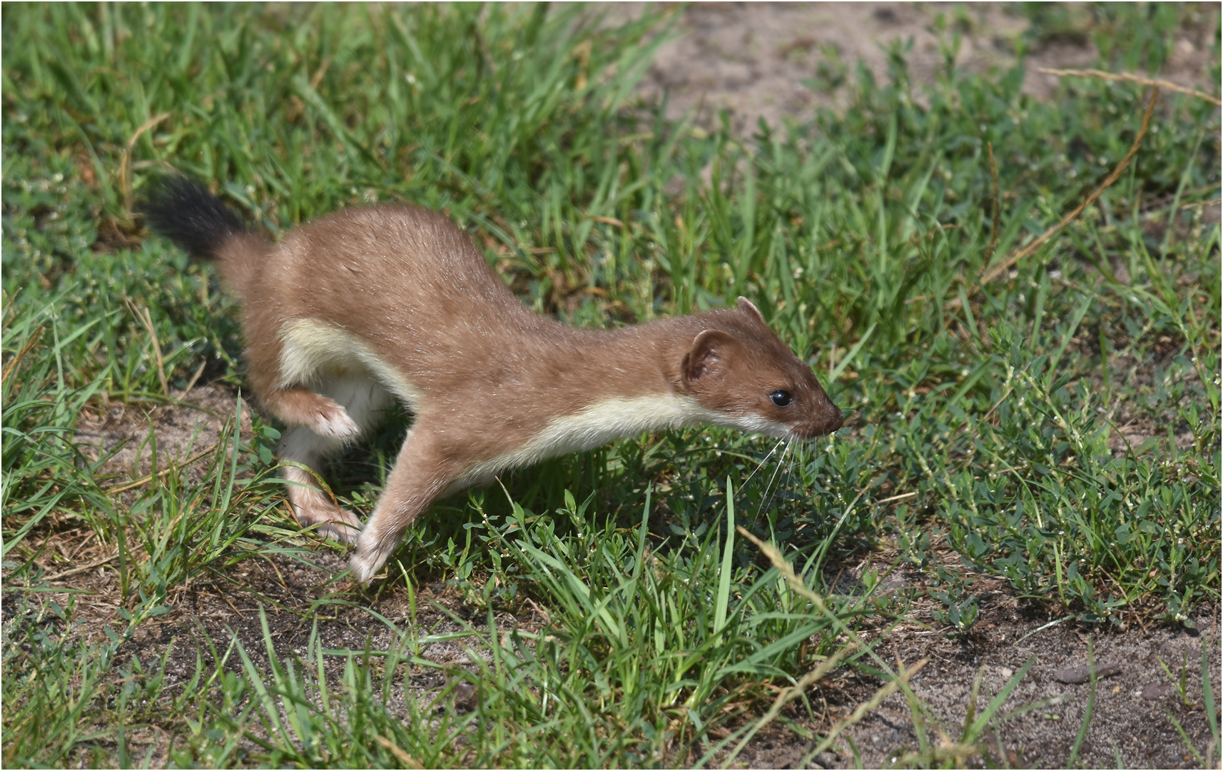 Flink wie ein Wiesel Foto & Bild | nature, natur, tiere Bilder auf ...