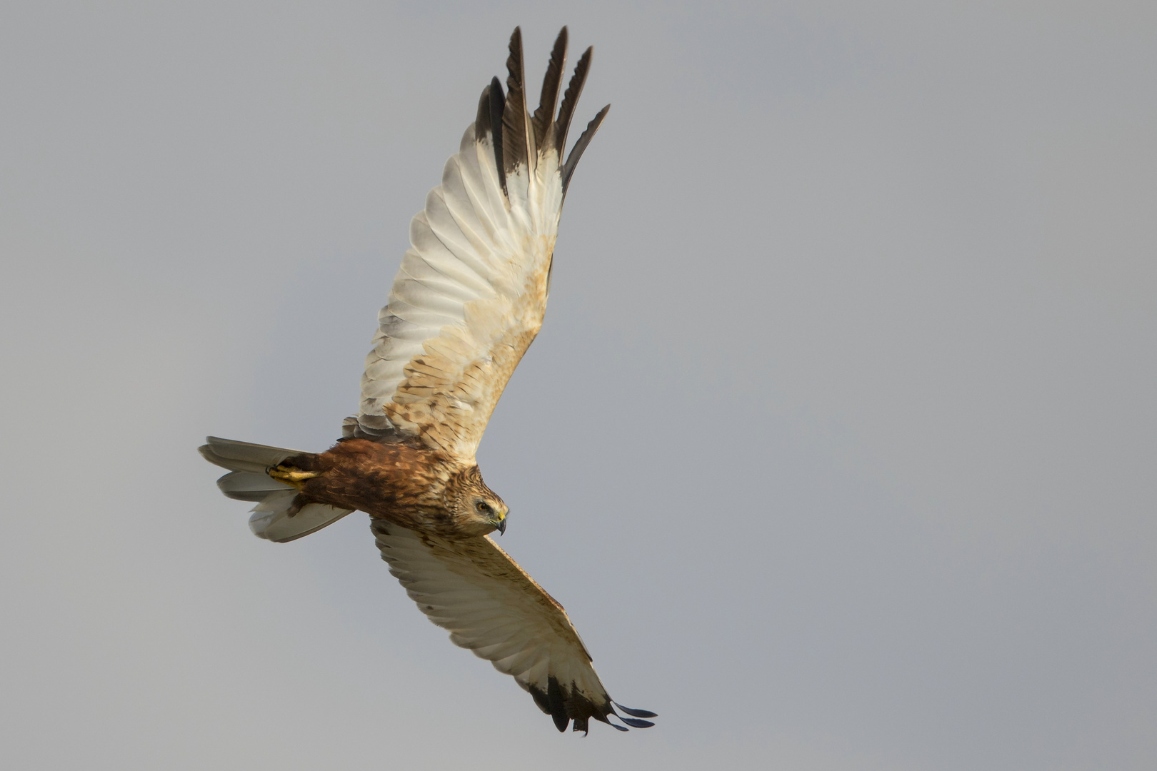 Flinker Flieger Foto & Bild | tiere, wildlife, wild lebende vögel ...