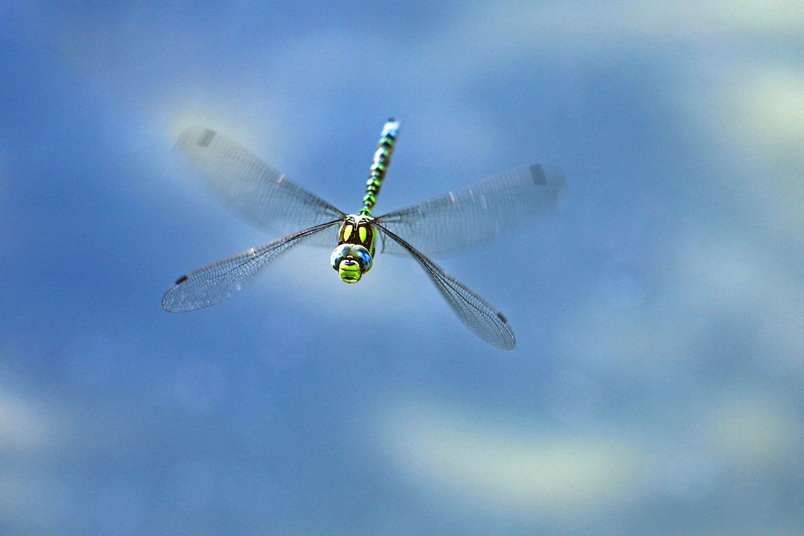 Flinker Flieger Foto & Bild | nah- & makro, tiere, wildlife Bilder auf ...