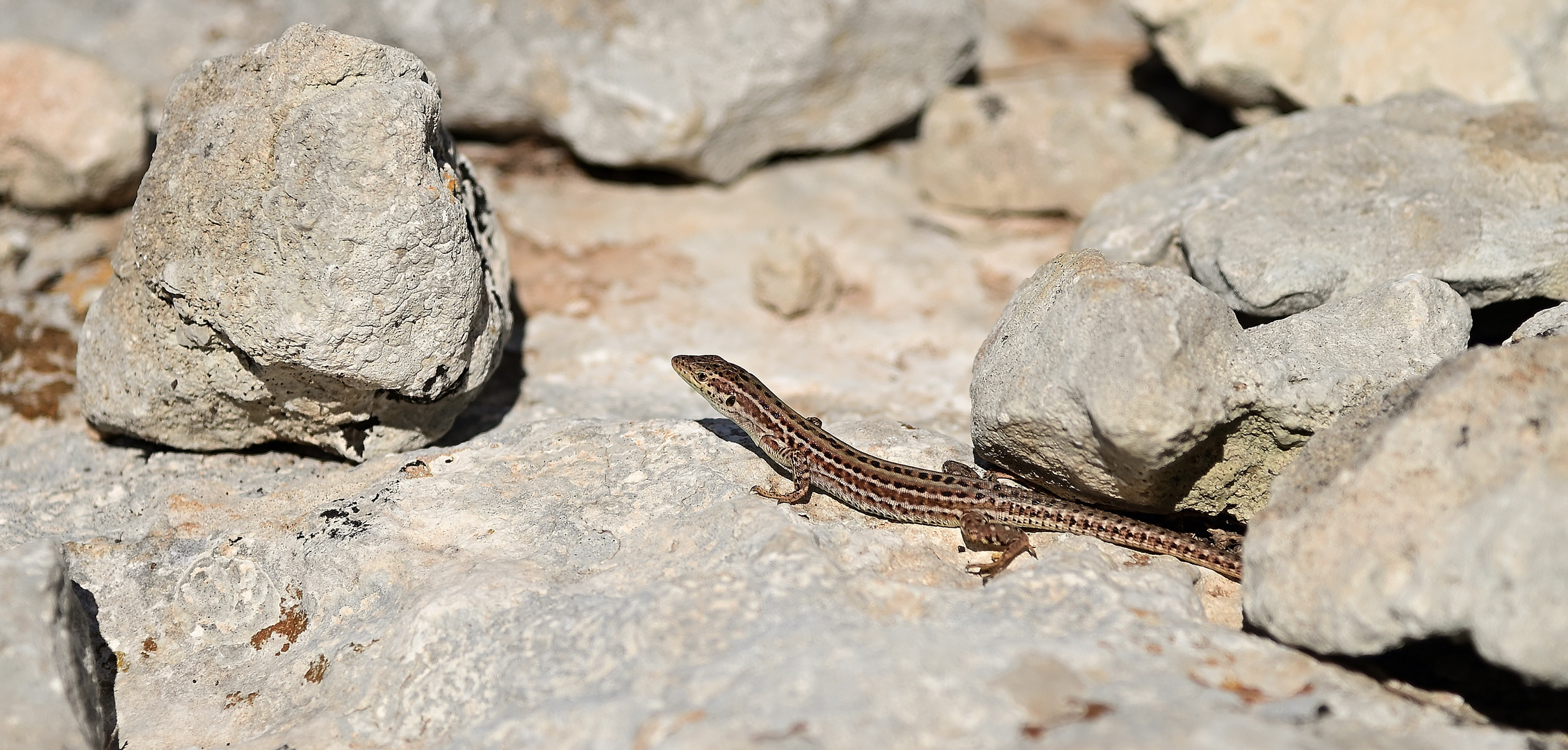 Flinker Flitzer Foto & Bild | europe, italy, vatican city, s marino ...