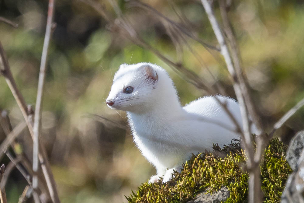 Flinker Jäger ... Foto & Bild | tiere, wildlife, säugetiere Bilder auf ...