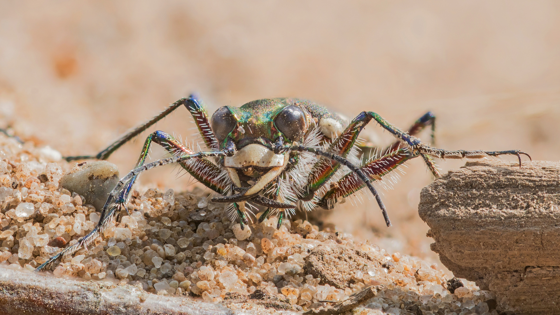 flinker Jäger (Stackaufnahme) Foto & Bild | tiere, wildlife, insekten ...