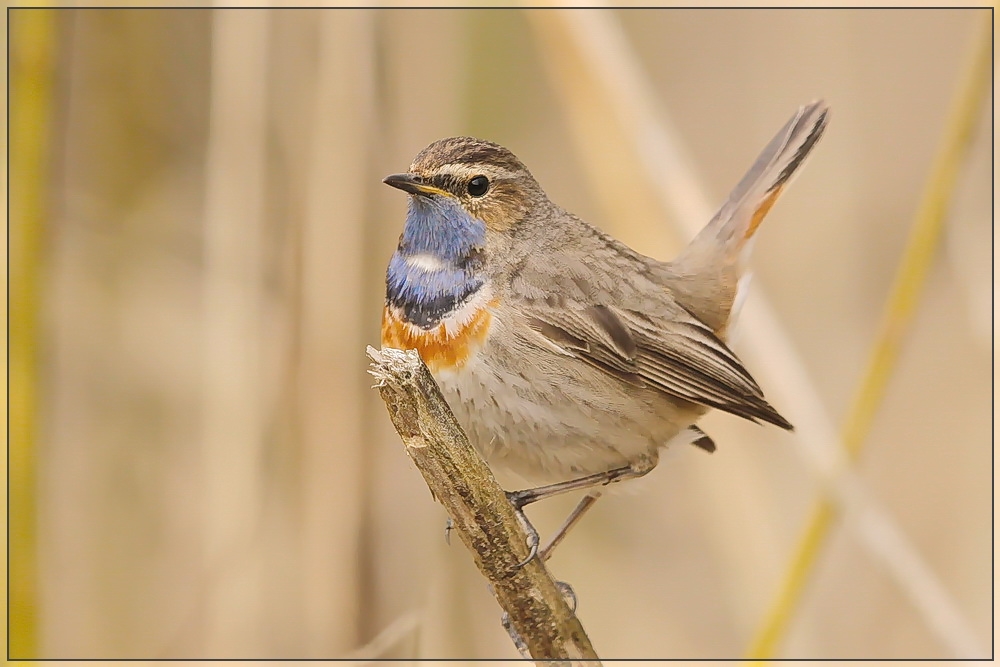 Flinker Kerl Foto & Bild | tiere, wildlife, wild lebende vögel Bilder ...