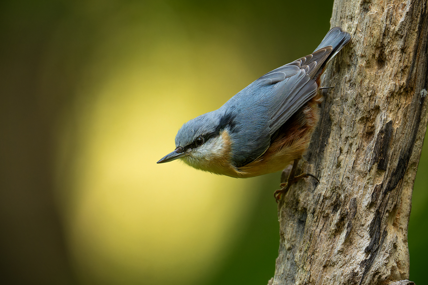 Flinker Kleiber Foto & Bild | tiere, wildlife, wild lebende vögel ...