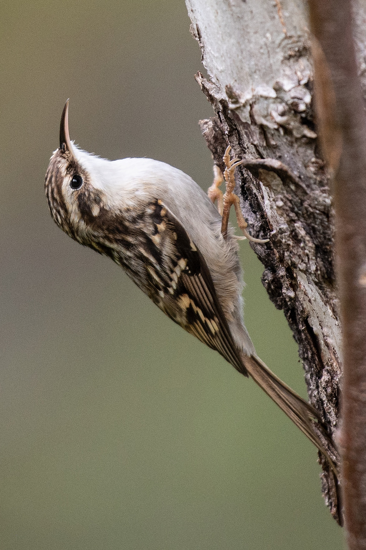 Flinker Kleiner Foto & Bild | natur, herbst, tiere Bilder auf fotocommunity