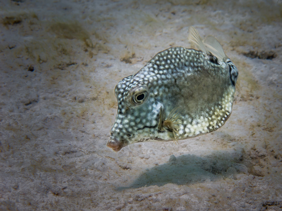 Flinker „Puster“ Foto & Bild | unterwasser, uw-salzwasser, natur ...