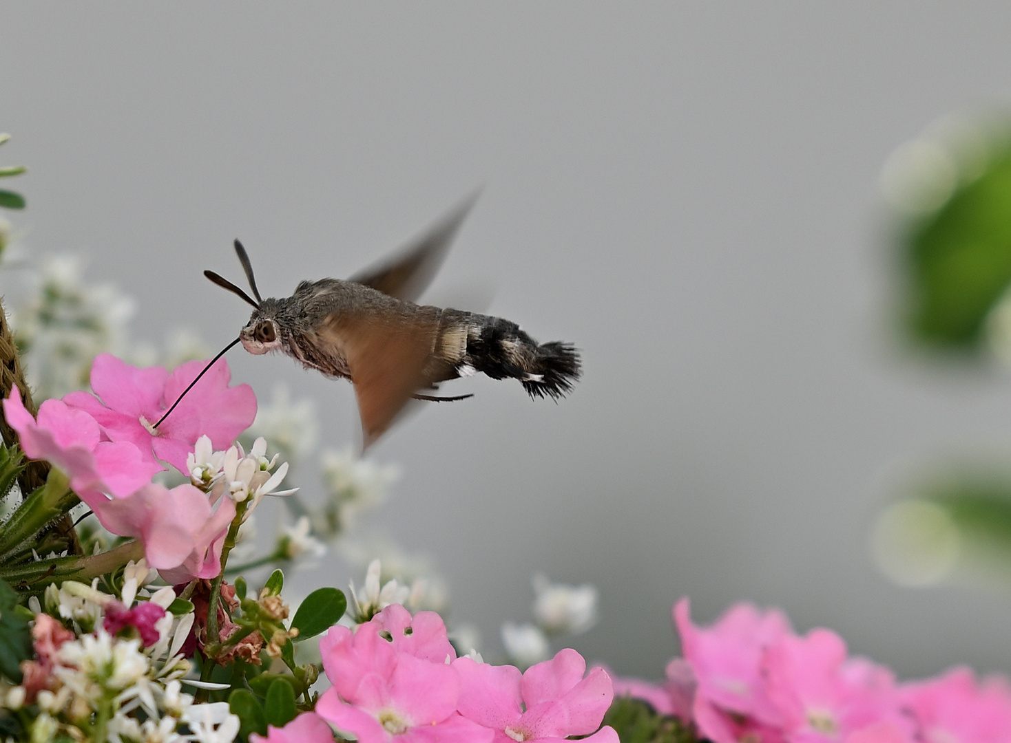Flinker Sammler Foto & Bild | tiere, wildlife, insekten Bilder auf ...