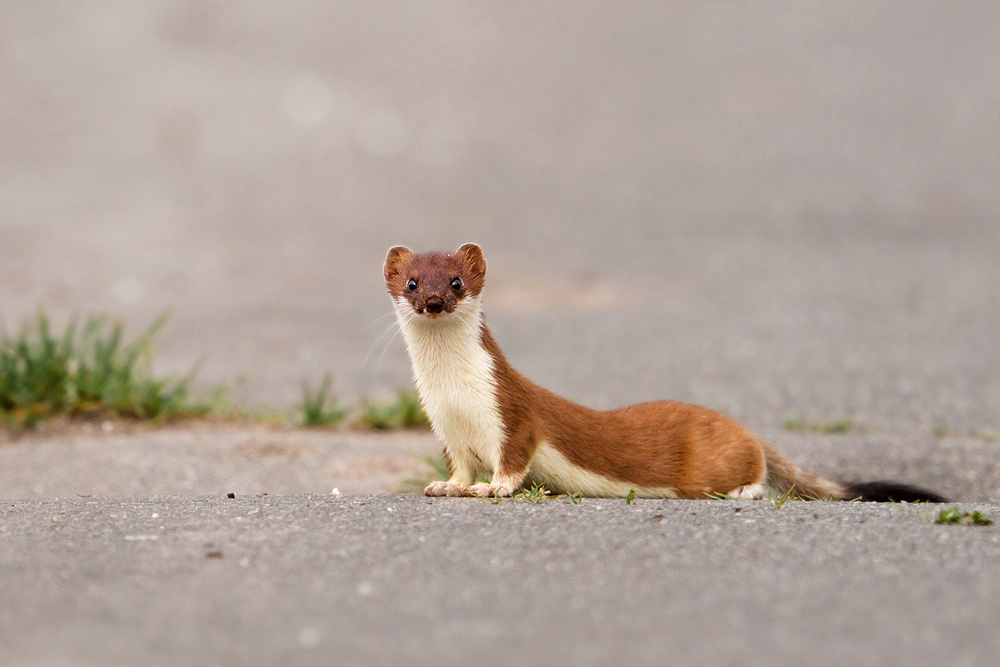 ~ Flinkes Wiesel ~ Foto & Bild | tiere, wildlife, säugetiere Bilder auf ...