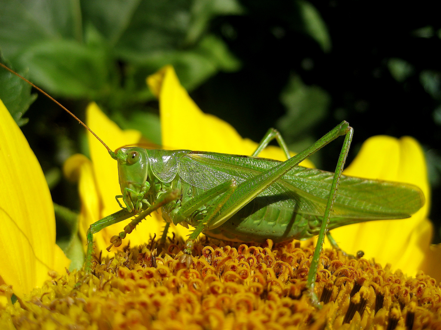 Flip die Heuschrecke Foto & Bild | tiere, natur Bilder auf fotocommunity