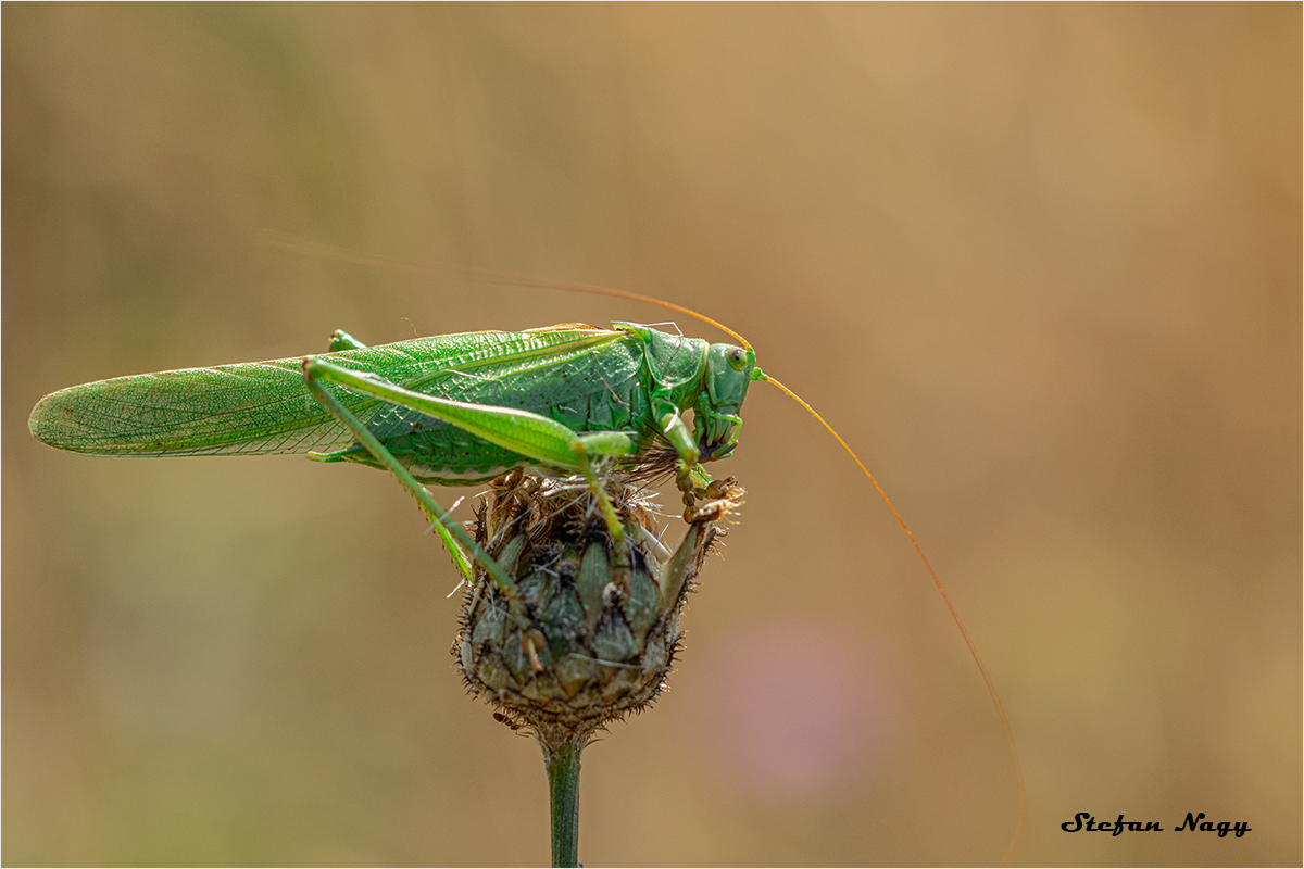Flip Foto & Bild | tiere, wildlife, insekten Bilder auf fotocommunity