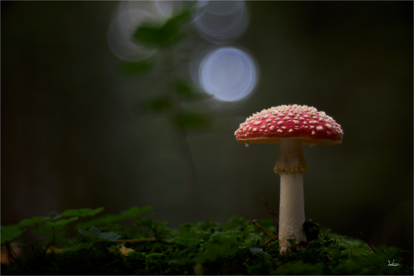 Flipi Foto & Bild | pflanzen, pilze & flechten, pilze & flechten ...