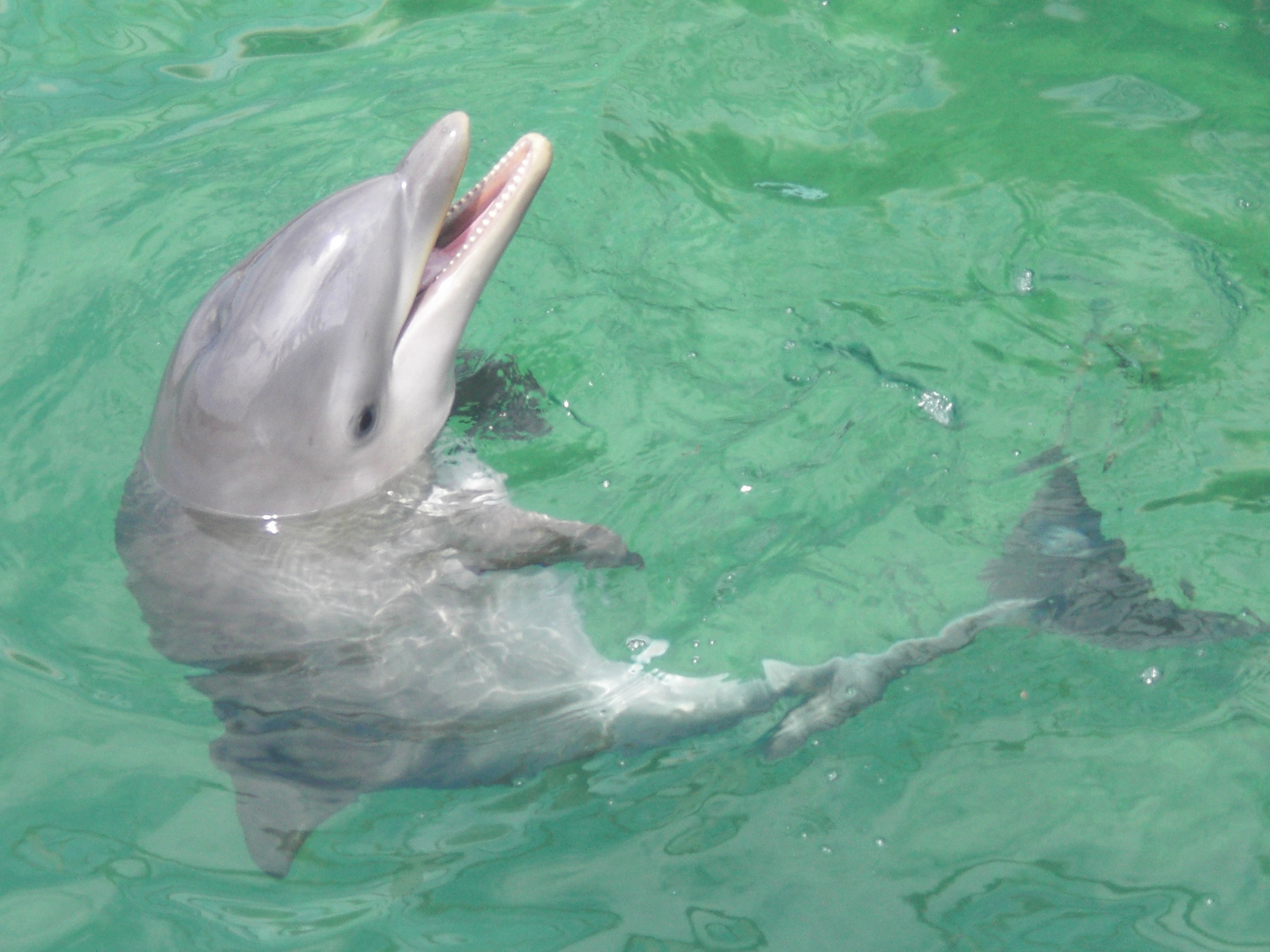 Flipper Foto & Bild | tiere, zoo, wildpark & falknerei, zoo: fische ...