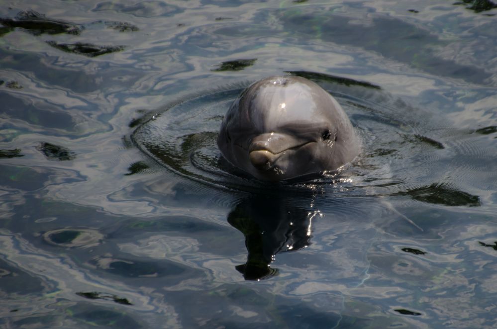 Flipper Foto & Bild | natur, delphin Bilder auf fotocommunity