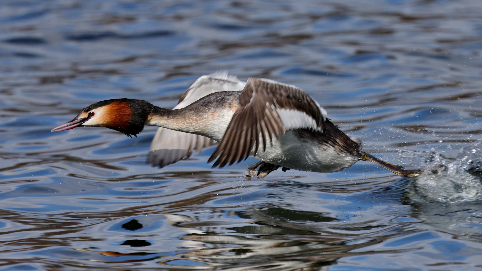 Flitzer... Foto & Bild | natur, tiere, vögel Bilder auf fotocommunity