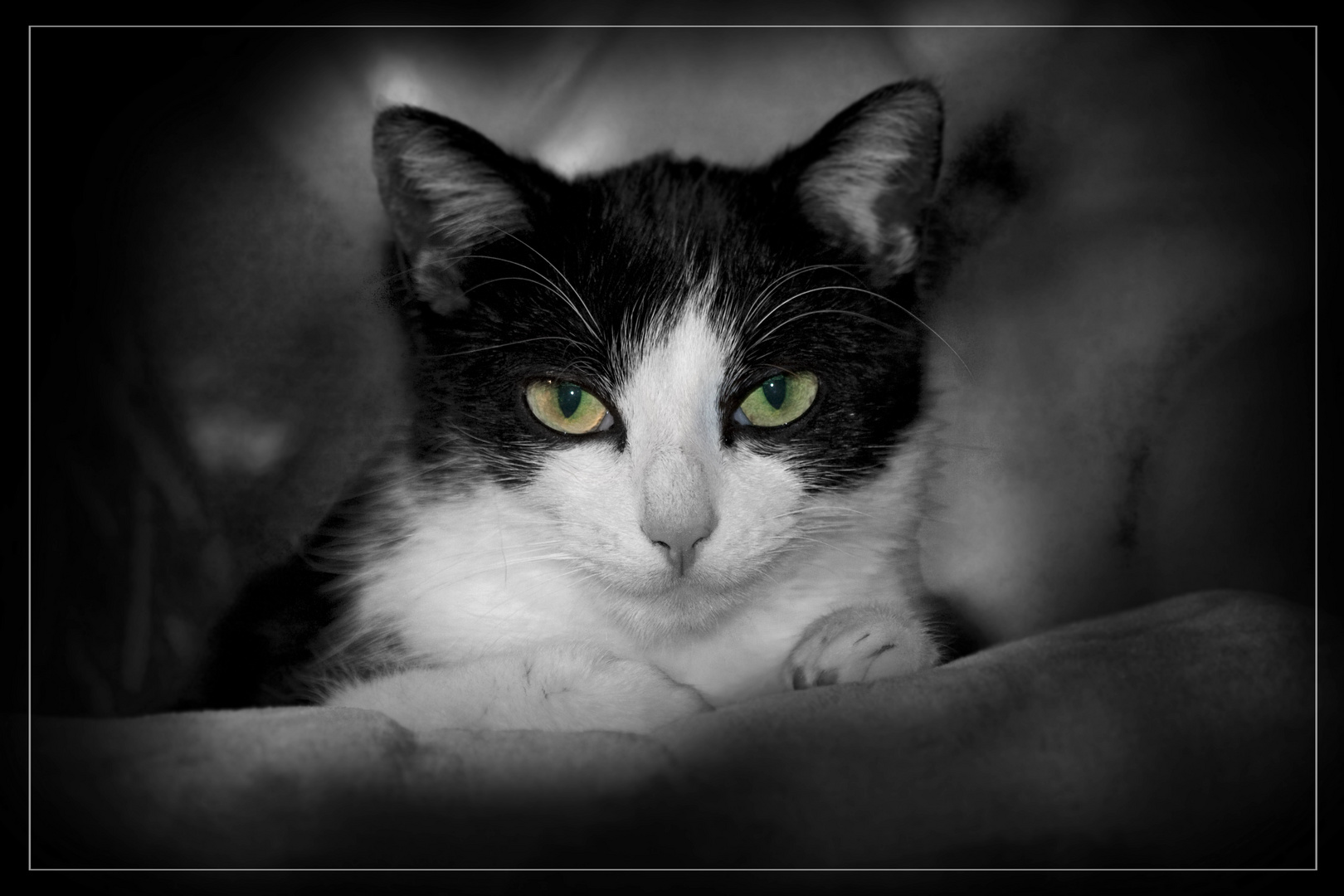 Flitzi Foto & Bild | natur, katze, katzen Bilder auf fotocommunity