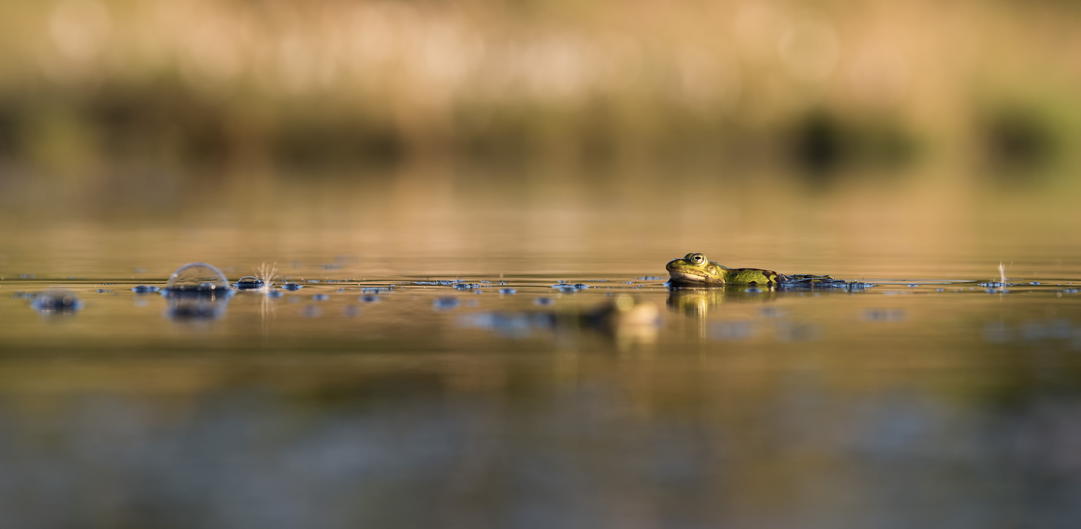___floating___ Foto & Bild | tiere, wildlife, amphibien & reptilien ...