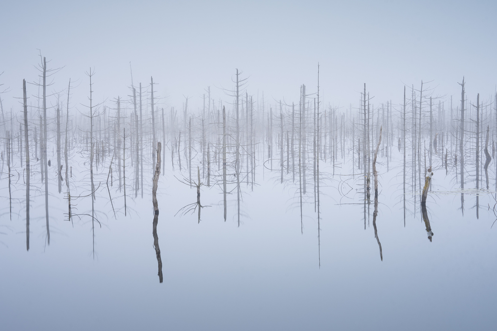 floating trees Foto & Bild | deutschland, europe, baden- württemberg ...