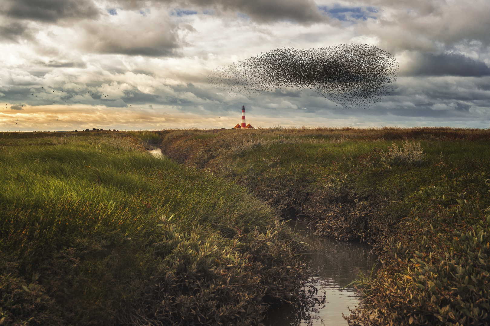 Flock of starlings at Westerheversand Foto & Bild | deutschland, europe ...
