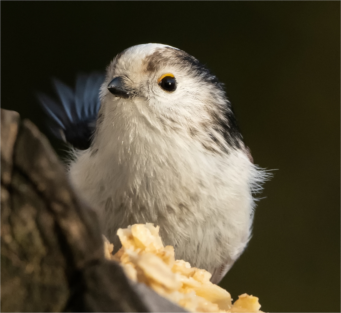 Flocken können locken ...... Foto & Bild | natur, tiere, vögel Bilder ...