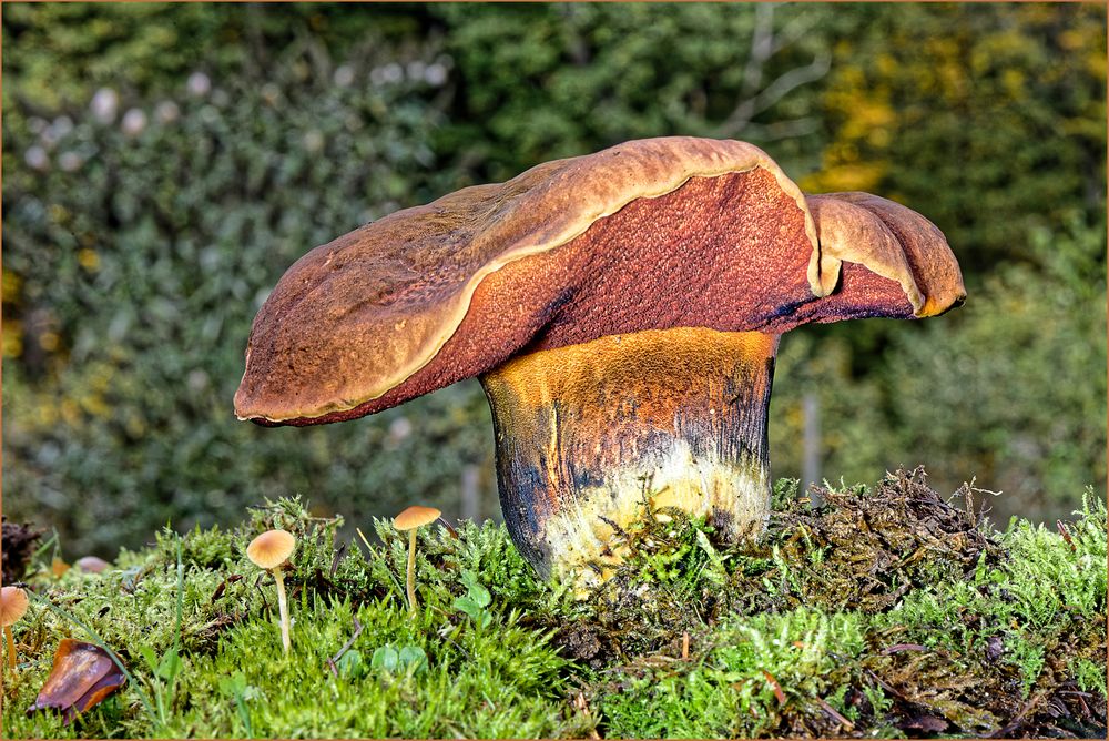 Flockenstieliger Hexen- Röhrling Foto & Bild | natur, nahaufnahme ...