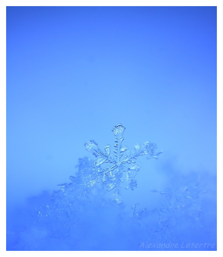 Flocon photo et image | macro nature, macro divers, nature Images ...