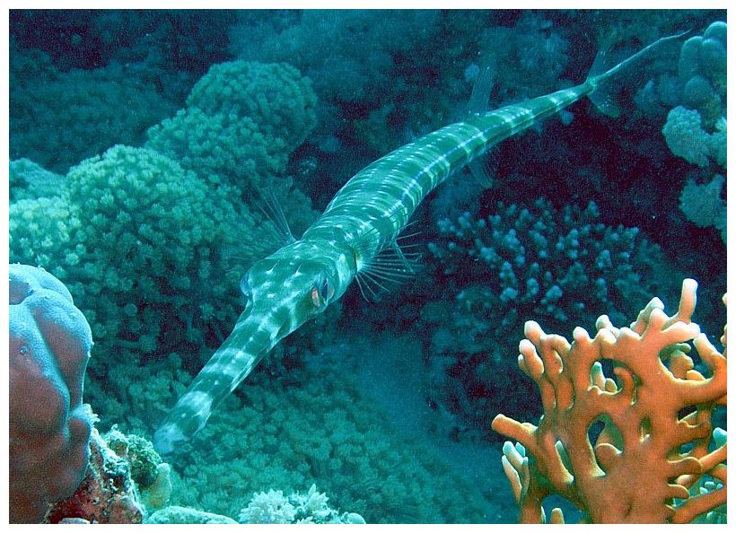 Flötenfisch im Roten Meer Foto & Bild | unterwasser, uw-salzwasser ...