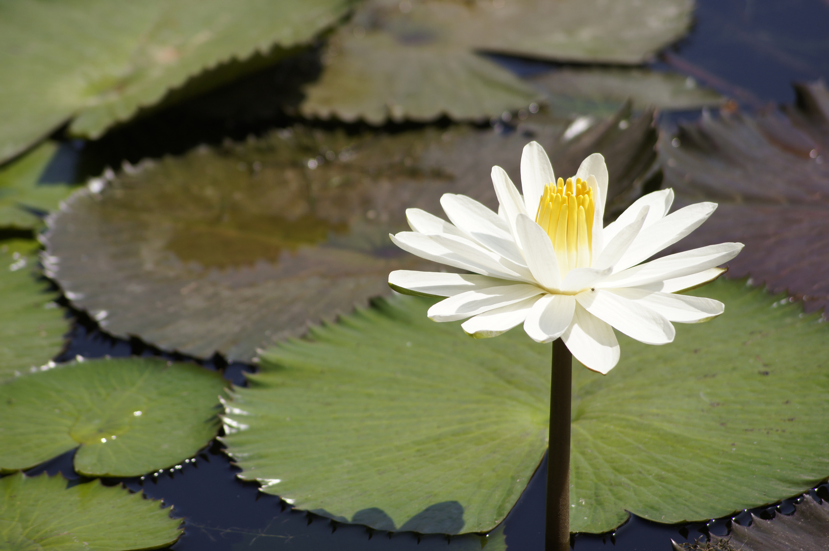 FLOR ACUATICA PARQUE DE LAS LEYENDAS LIMA, PERU Imagen & Foto | plantas ...