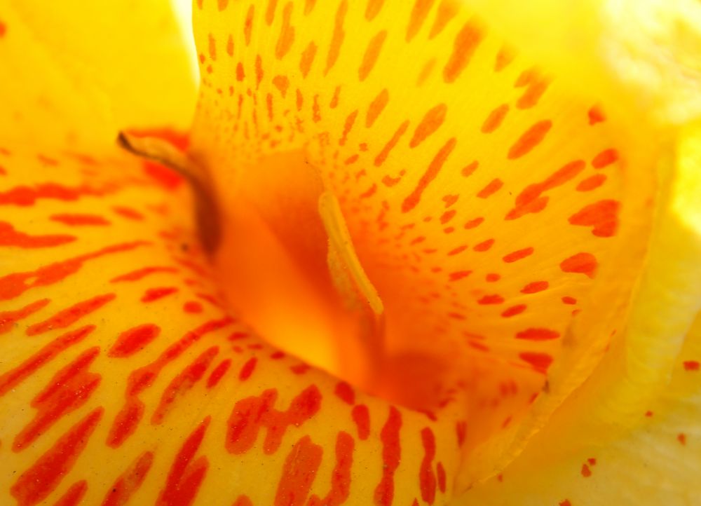 Flor Bandera Imagen & Foto | plantas, flores, naturaleza Fotos de ...