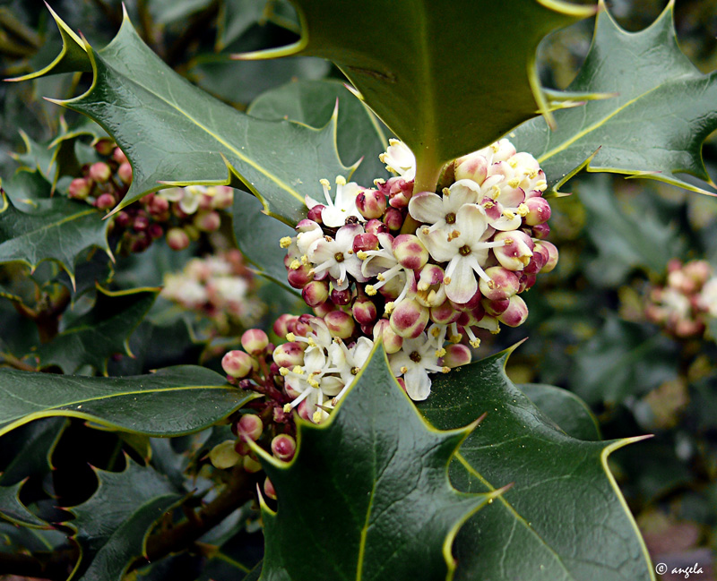 Flor de acebo Imagen & Foto | plantas, flores, flores silvestres Fotos ...