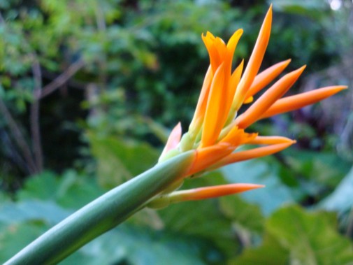 Flor de achira Imagen & Foto | naturaleza diversa , flor de achira ...