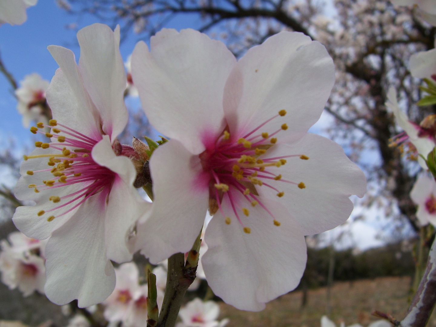 FLOR DE ALMENDRO... FERNANDO LÓPEZ fOTOGRAFÍAS... Imagen & Foto ...