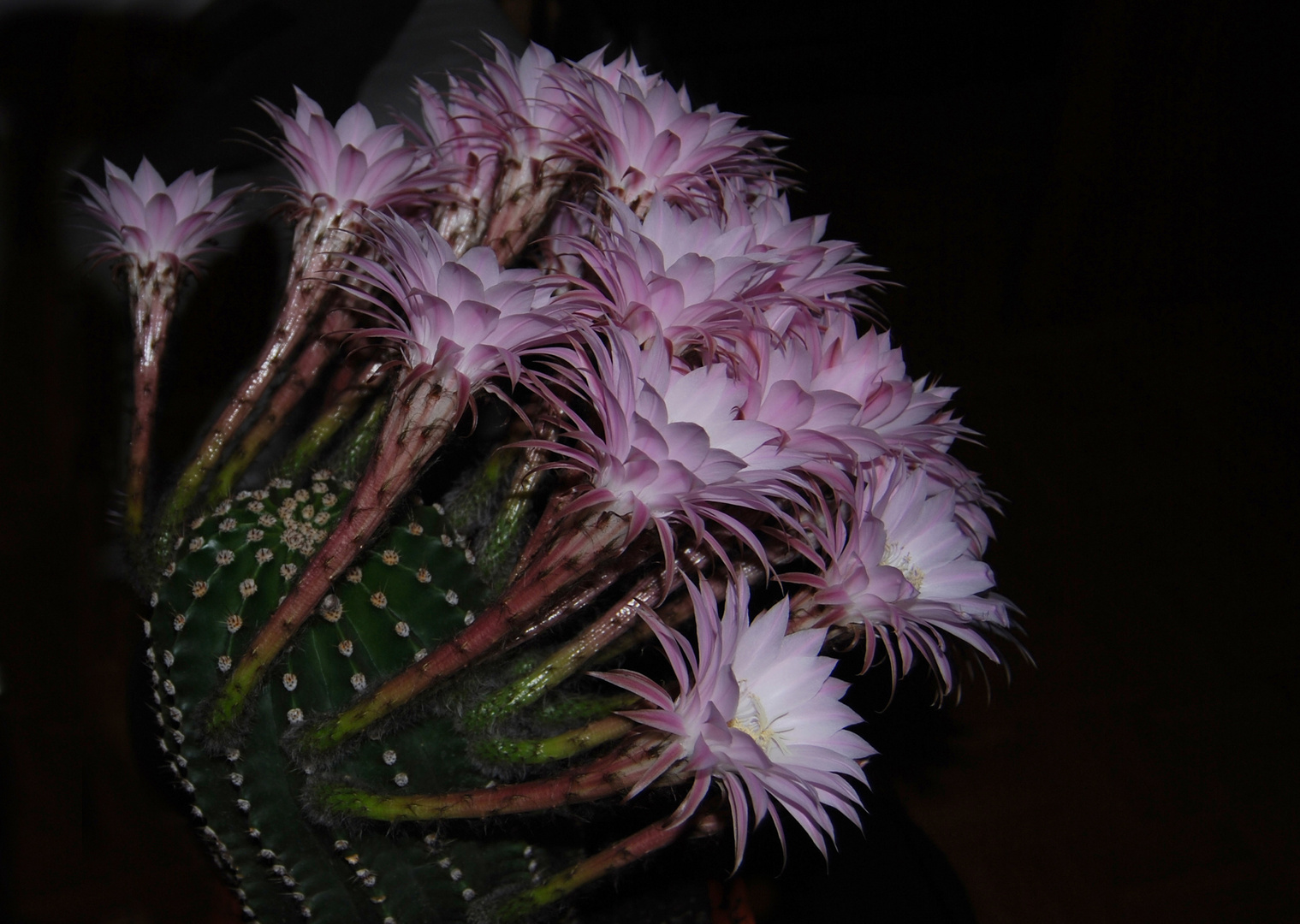 Flor de cactus Imagen & Foto | plantas, flores, c.d.a. Fotos de ...
