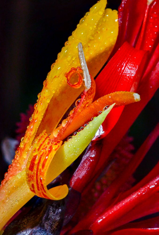 FLOR DE CAPACHO Imagen & Foto | plantas, flores, flora Fotos de ...