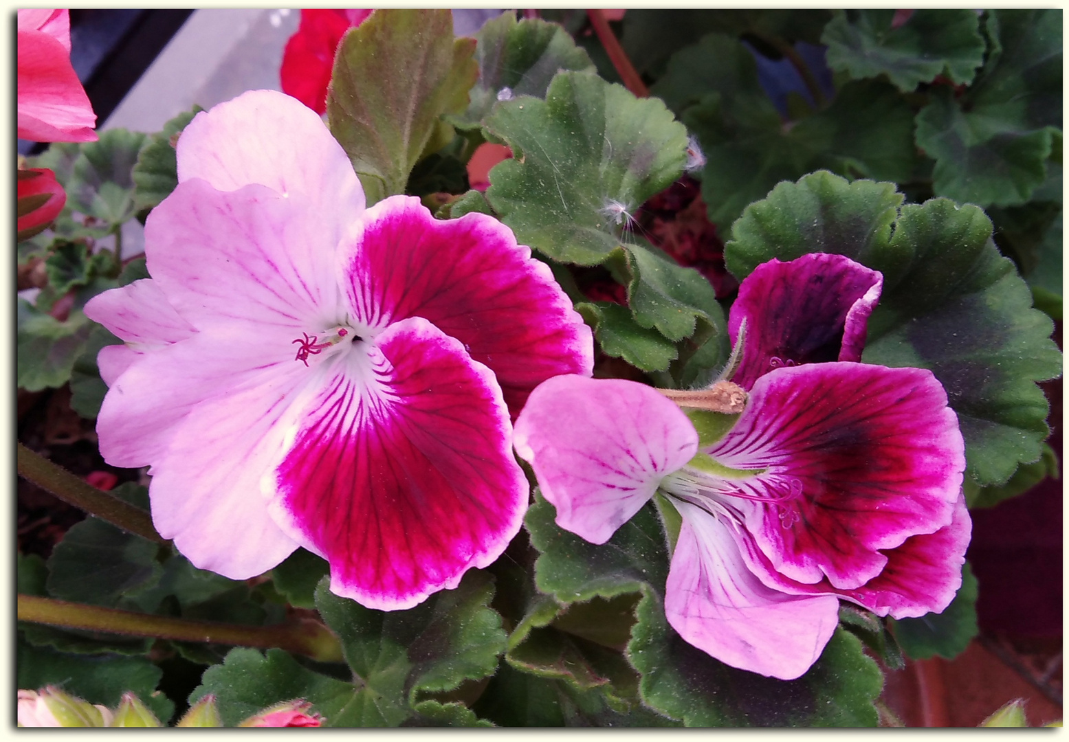 Flor de dos colores Imagen & Foto | naturaleza, primavera, flores Fotos ...