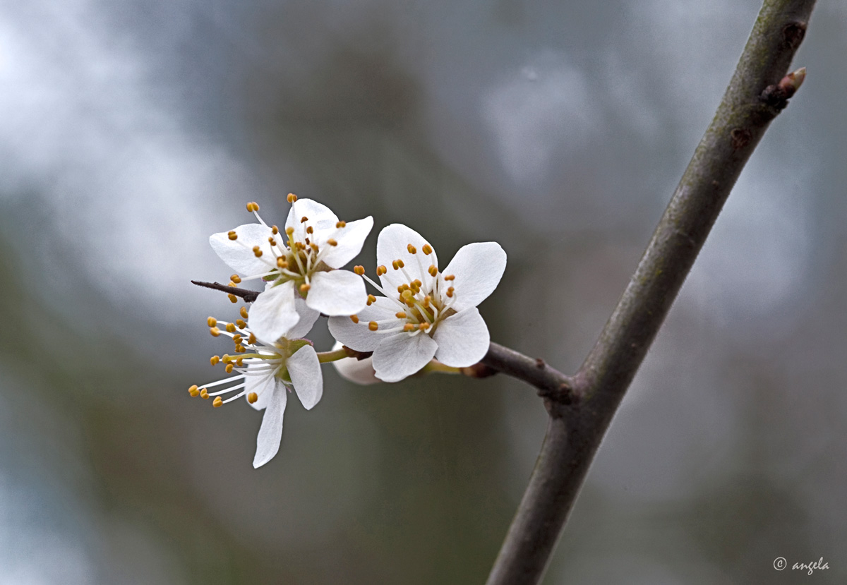 Flor de endrino (prunus spinosa) Imagen & Foto | plantas, flores ...