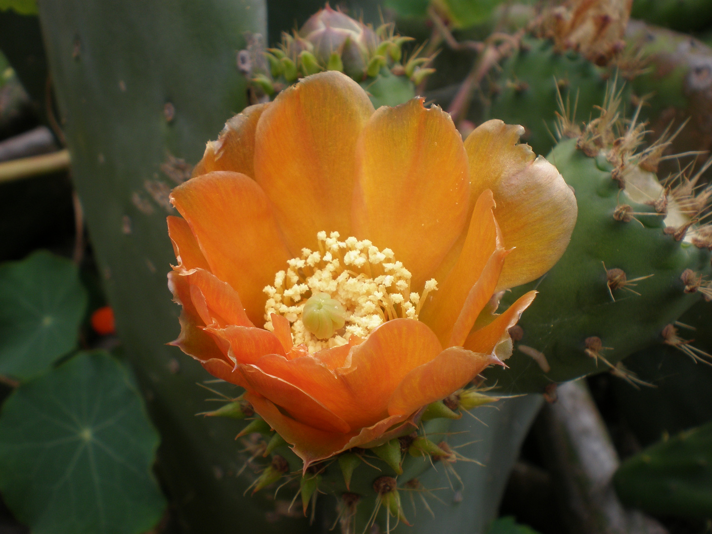 Flor de Higo chumbo Imagen & Foto | naturaleza diversa , disfruta del ...