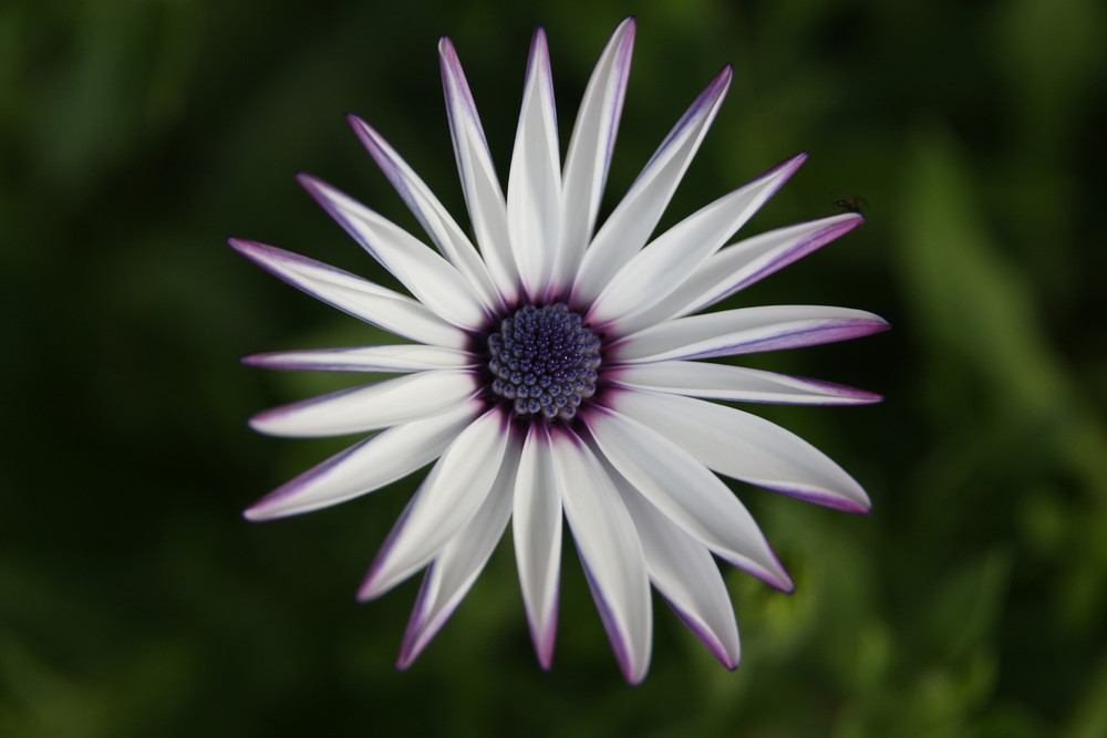 FLOR DE INVIERNO... Imagen & Foto | plantas, flores, naturaleza Fotos ...