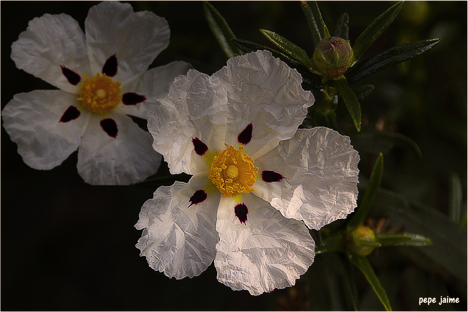 Flor de la jara o de la cinco llagas o.... Imagen & Foto | naturaleza ...
