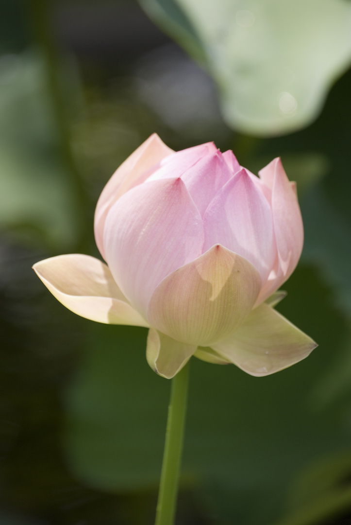 Flor de Loto capullo (Nelumbo nucifera), Jardin Botanico UCV, Caracas ...