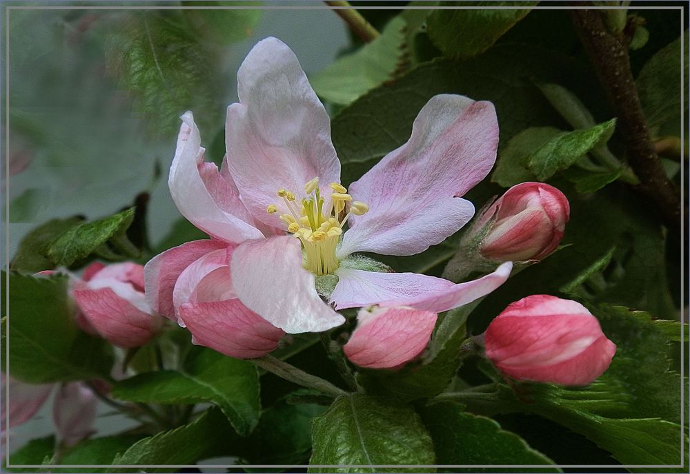 Flor de manzano Foto & Bild | blumen , fotos, natur Bilder auf ...
