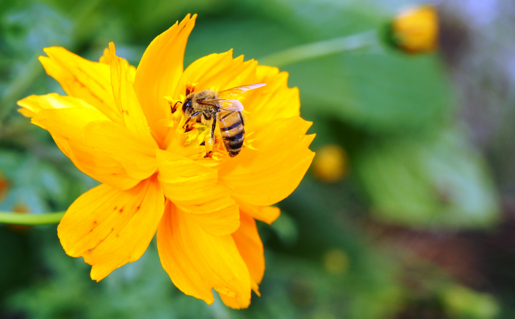 FLOR DE MARIA Imagen & Foto | paisajes, colombia, flor Fotos de ...