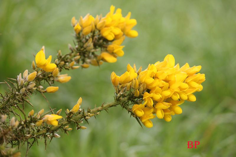 Flor de tojo Imagen & Foto | naturaleza diversa , naturaleza Fotos de ...