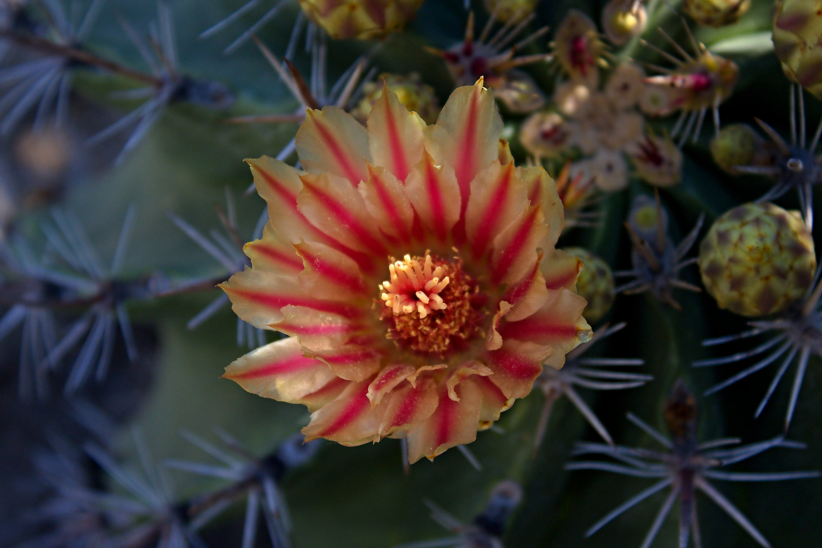 Flor de Tuna photo & image | plants, fungi & lichens, cacti ...