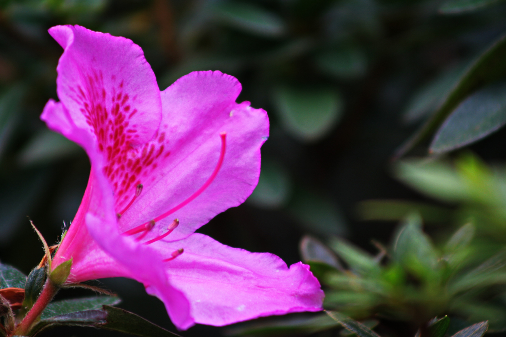 Flor del bosque Imagen & Foto | plantas, flores, fotos Fotos de ...