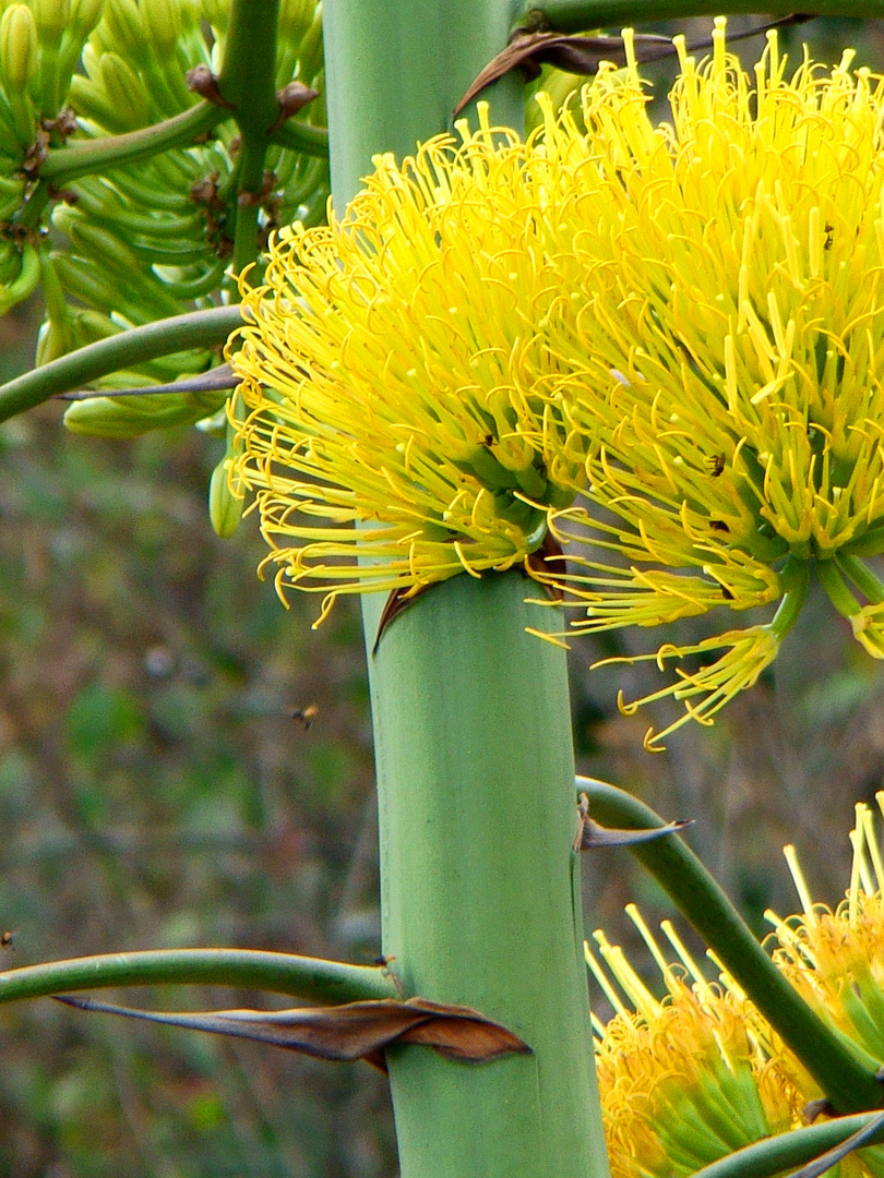 Flor del Maguey Imagen & Foto | plantas, flores, naturaleza Fotos de ...