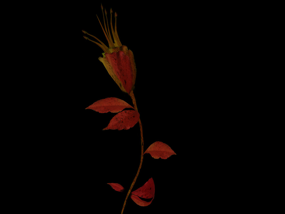 Flor inventada Imagen & Foto | proyectos de los fotógrafos, dos hojas ...