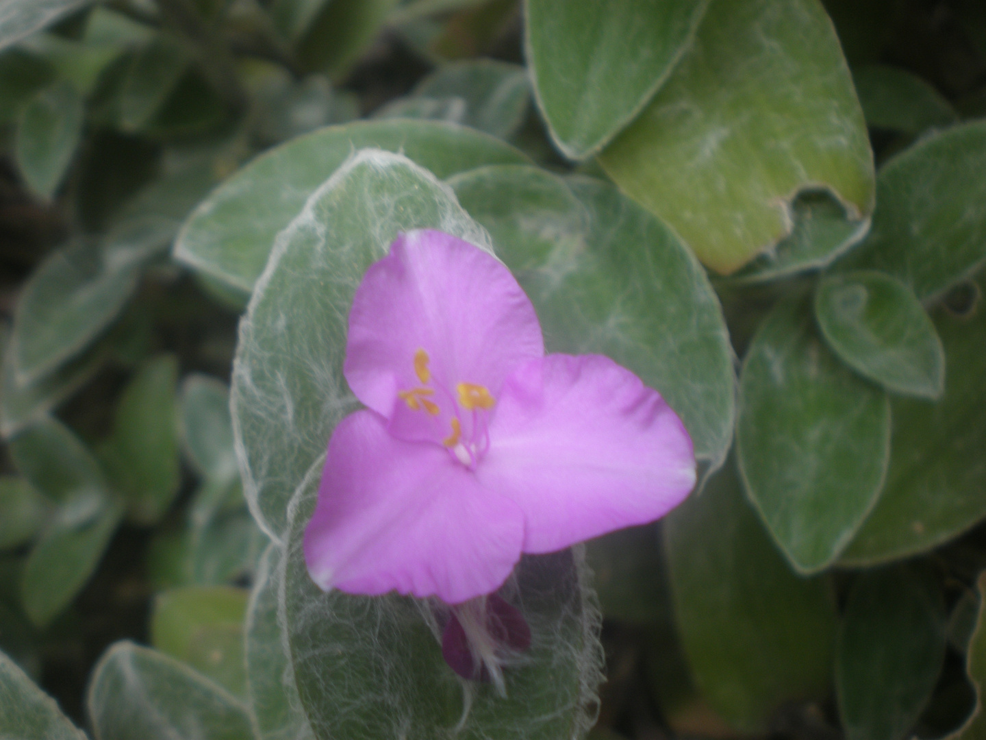 Flor lila Imagen & Foto | blüten, naturaleza Fotos de fotocommunity